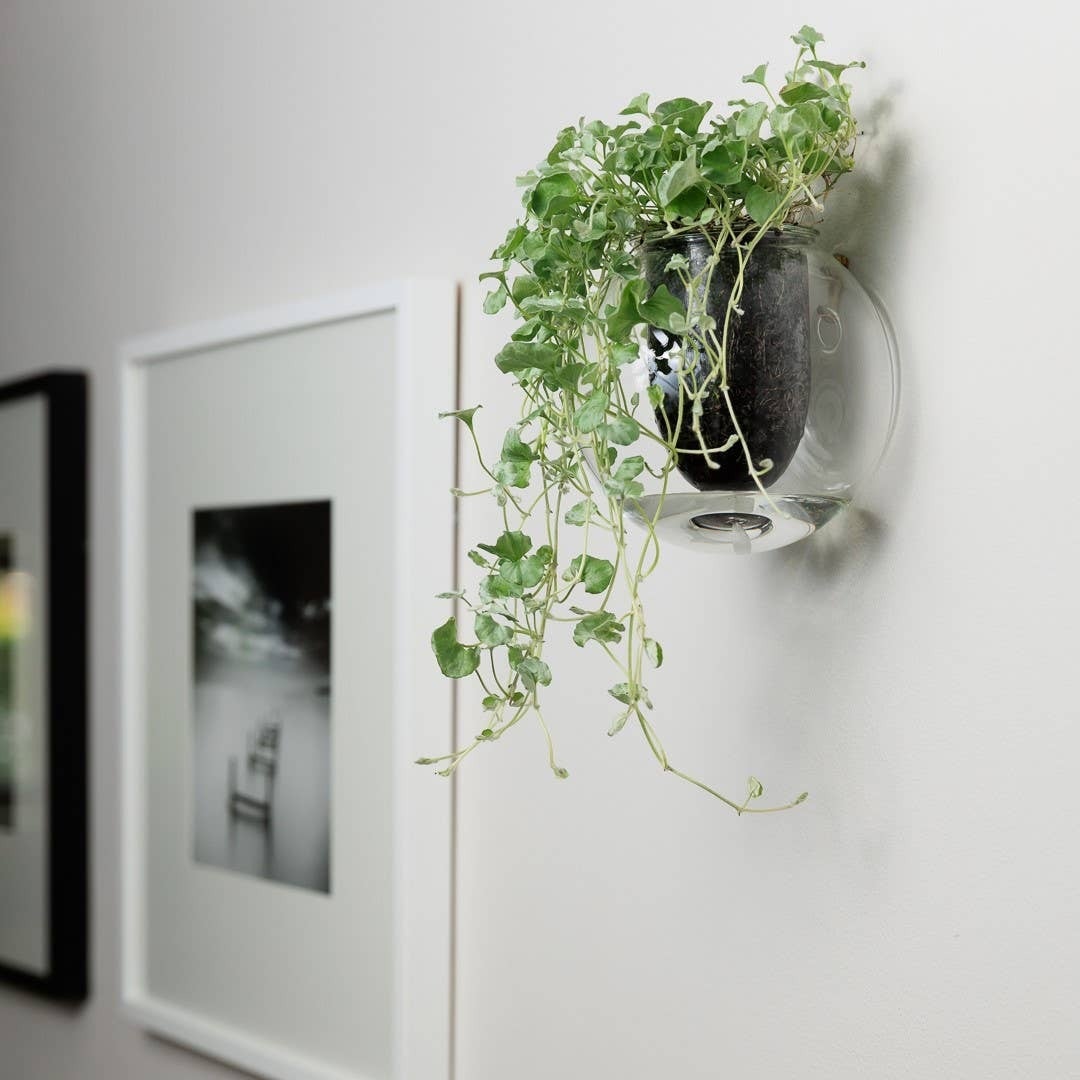 Wall-mounted Self-watering Pot | The Arium Shop